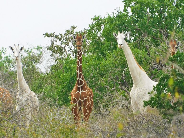 ANOTHER WHITE (LEUCISTIC) GIRAFFE SIGHTING IN THE HIROLA’S RANGE ...