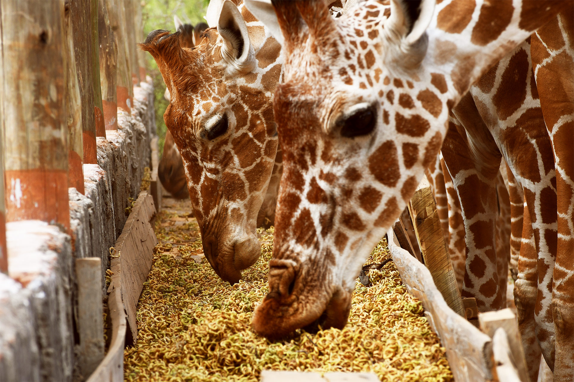 Garissa Giraffe Centre – Somali Giraffe Project