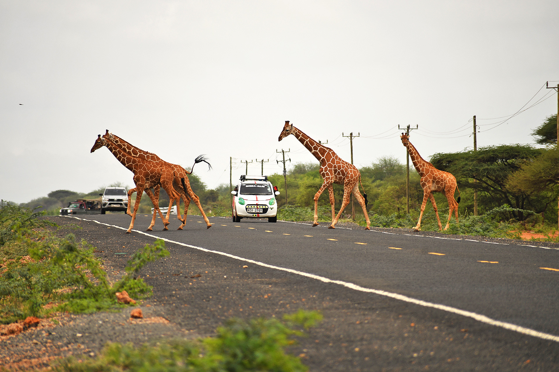 Roadkill Monitoring – Somali Giraffe Project
