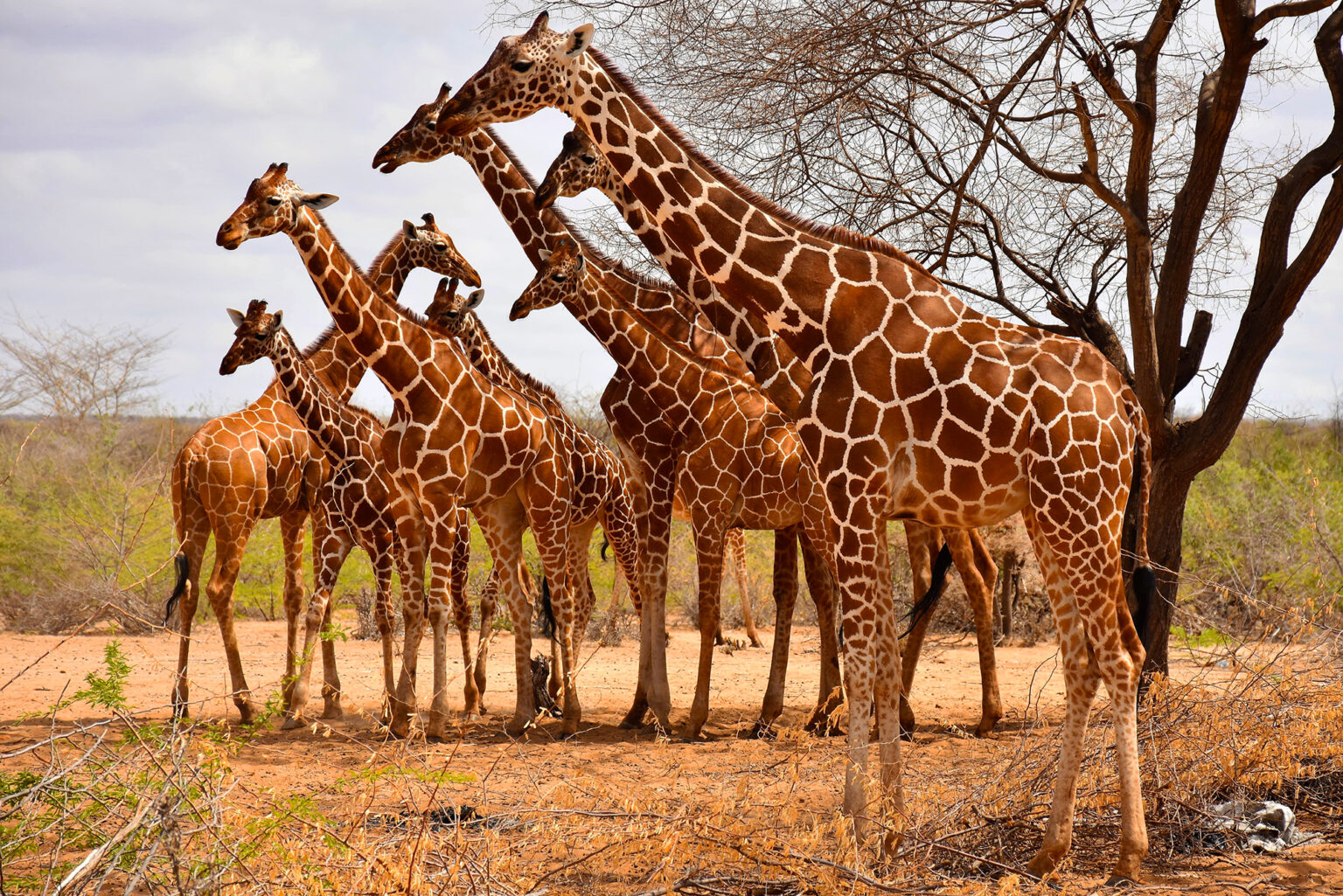 Tracking Giraffes using the innovative tail tags – Somali Giraffe Project