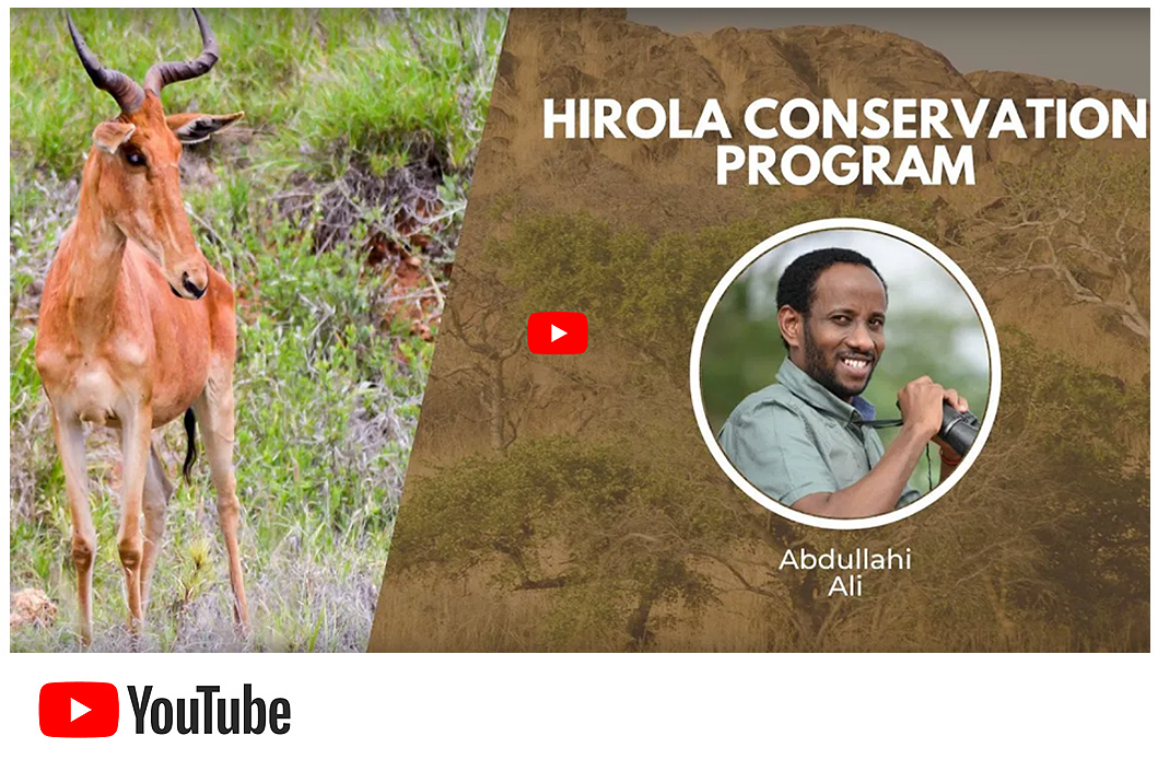 Somali Giraffe Project – conserve the last of the reticulated giraffes