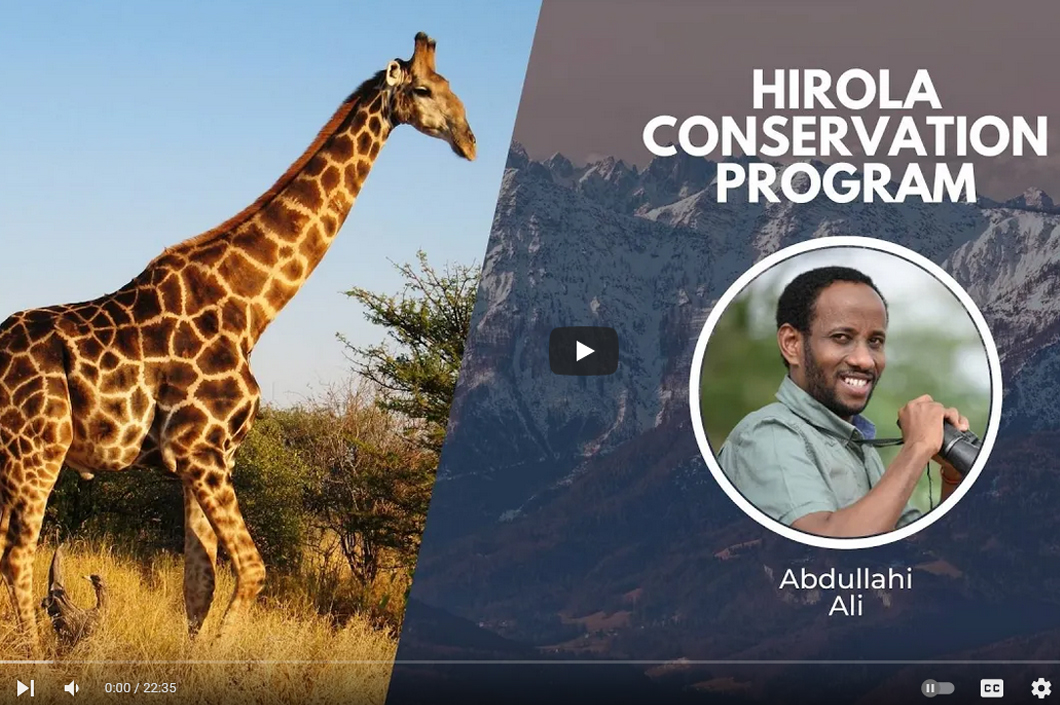 Somali Giraffe Project – conserve the last of the reticulated giraffes
